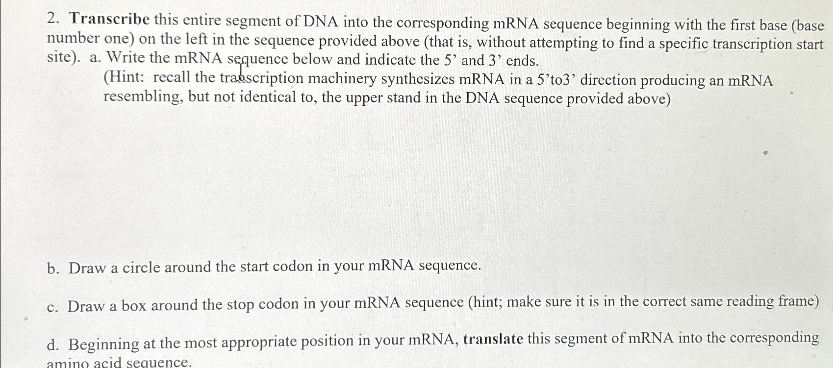 Solved Transcribe this entire segment of DNA into the | Chegg.com