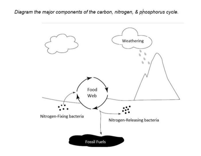 Diagram the major components of the carbon, nitrogen, | Chegg.com