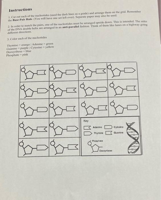 Solved Instructions 1. Cut out each of the nucleotides (used | Chegg.com