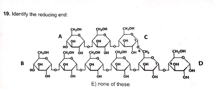 Solved Please identify and explain the non reducing end. The | Chegg.com