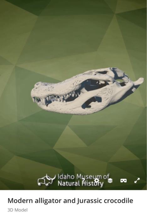 Solved The shape and uniformity of teeth are helpful | Chegg.com