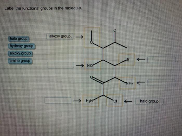 Solved Label the functional groups in the molecule. alkoxy | Chegg.com