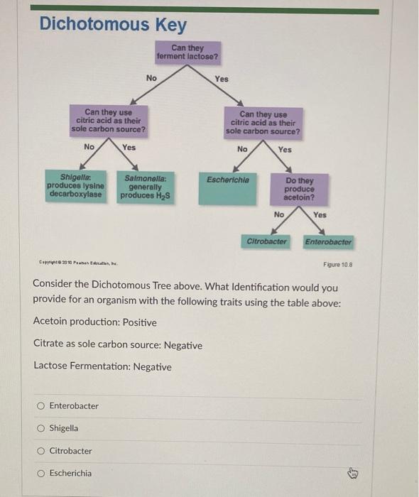 Solved Consider the Dichotomous Tree above. What | Chegg.com