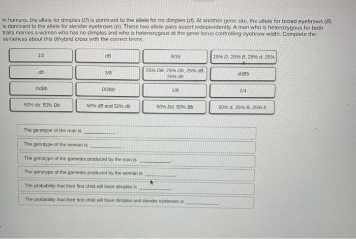 Solved In humans, the allele for dimples (D) is dominant to | Chegg.com