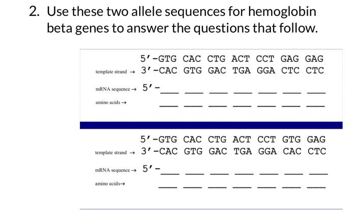 Solved 2. Use these two allele sequences for hemoglobin beta | Chegg.com
