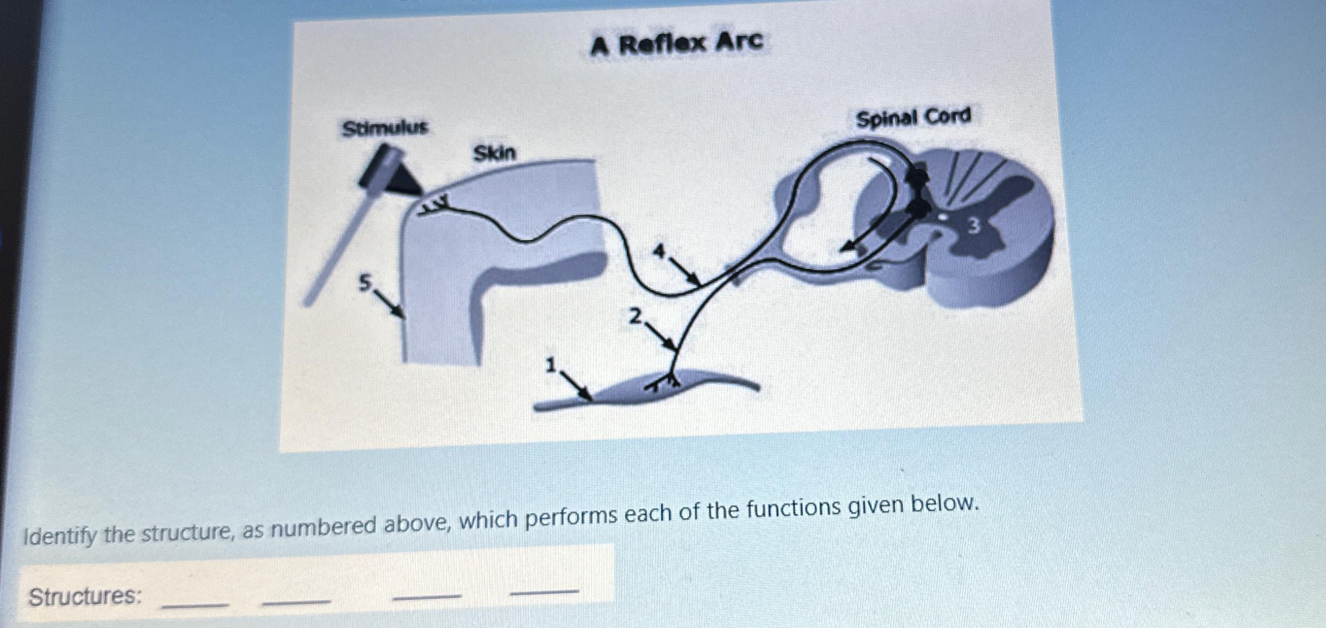 Solved A Reflex ArcIdentify the structure, as numbered | Chegg.com