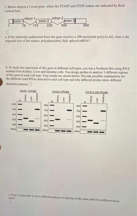 Solved 5. Below depicts a 3 exon gene, where the START and | Chegg.com