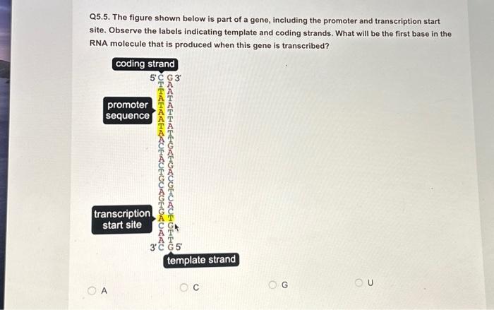 Solved Q5.5. The figure shown below is part of a gene, | Chegg.com