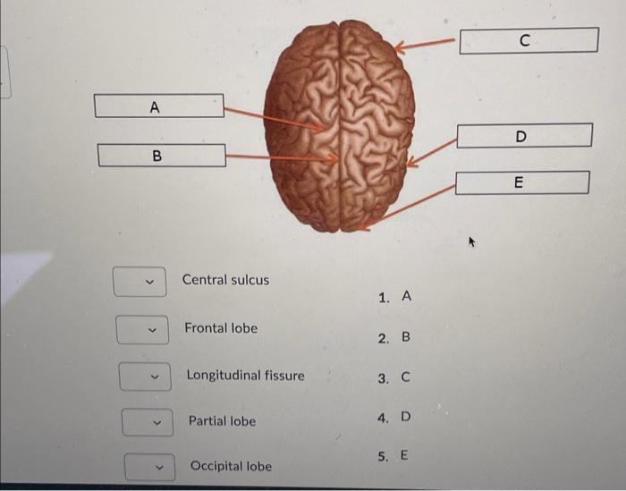 Solved D A D E F B G с Median aperture 1. A V Fourth | Chegg.com