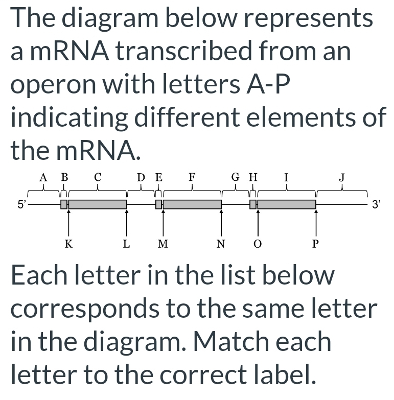 Solved The diagram below represents a mRNA transcribed from | Chegg.com