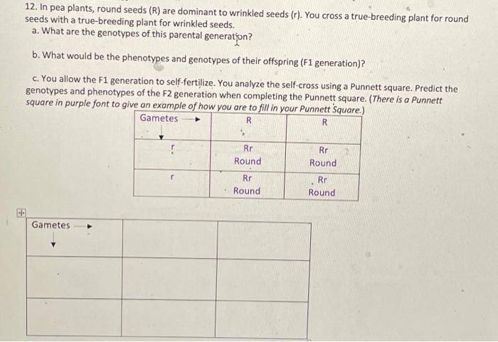 Solved 12. In pea plants, round seeds (R) are dominant to | Chegg.com