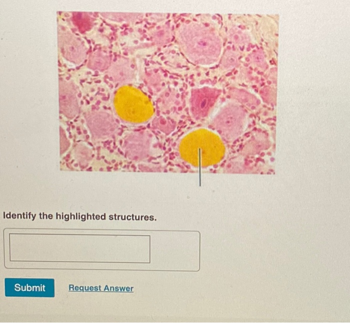 Solved Identify the highlighted structures. Submit Request | Chegg.com