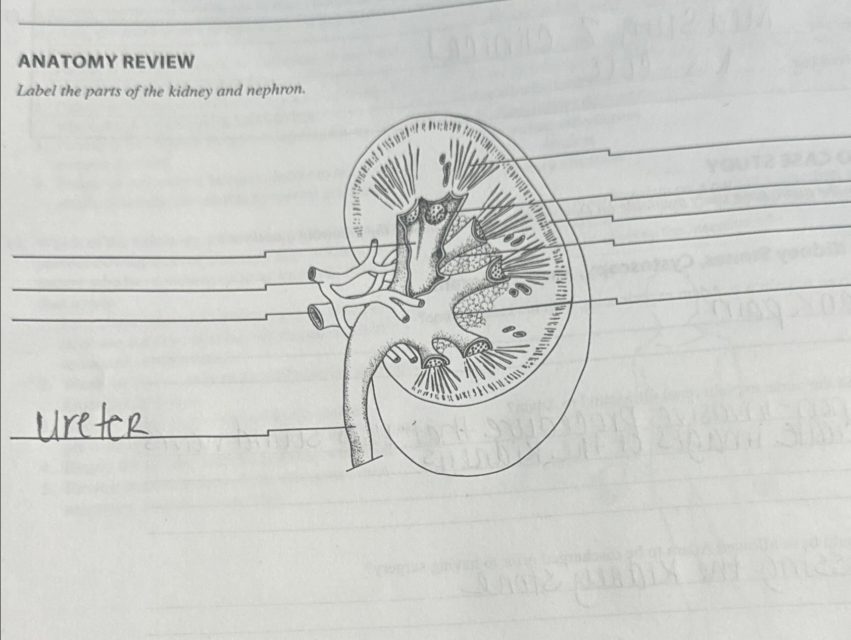 Solved ANATOMY REVIEWLabel the parts of the kidney and | Chegg.com