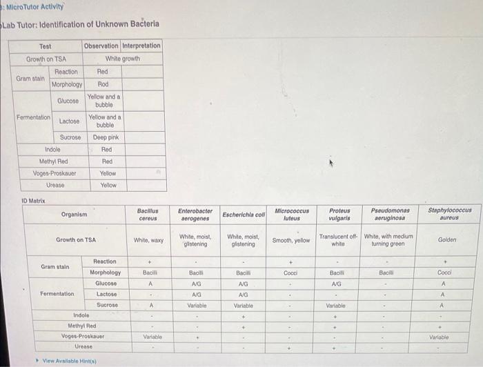 Solved MicroTutor Activity Lab Tutor: Identification of | Chegg.com