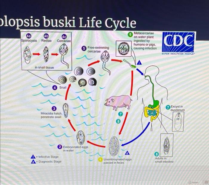 Solved plopsis buski Life Cycle 4b Sporocysts Rediae | Chegg.com