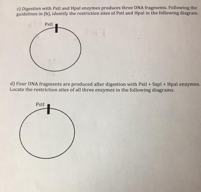 Solved Restriction Mapping ola Circular Plasmid DNA Below is | Chegg.com