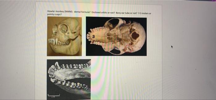 Solved STATION 2 Examine the dental arcade of the primates | Chegg.com