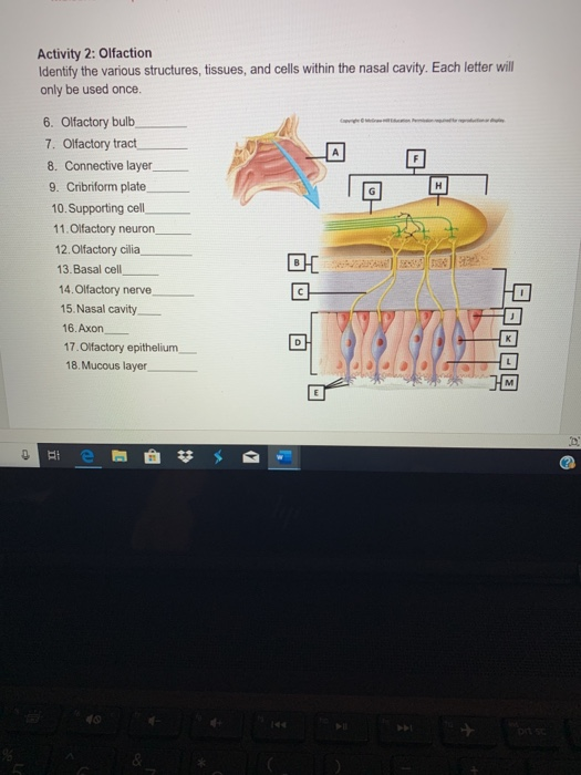 Solved Activity 2: Olfaction Identify the various | Chegg.com