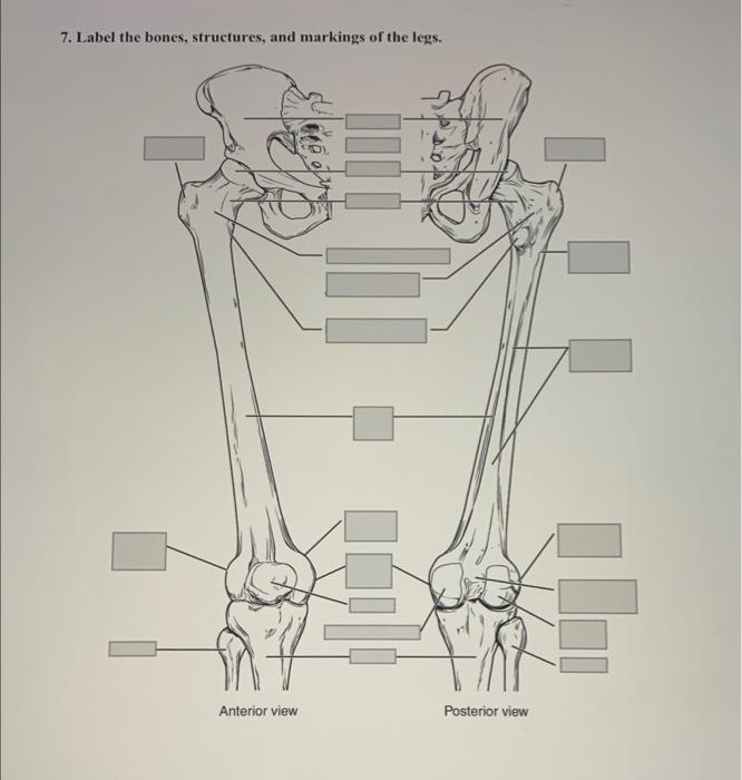 Station 5: Appendicular Skeleton (Upper Limbs) Use | Chegg.com