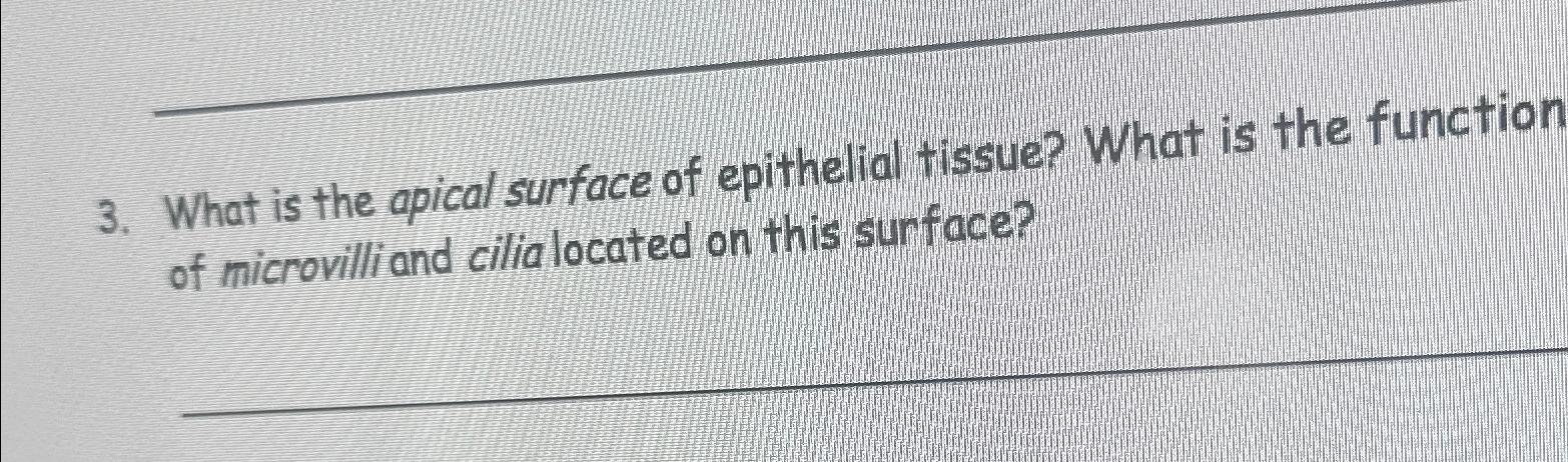 Solved What is the apical surface of epithelial tissue? What | Chegg.com