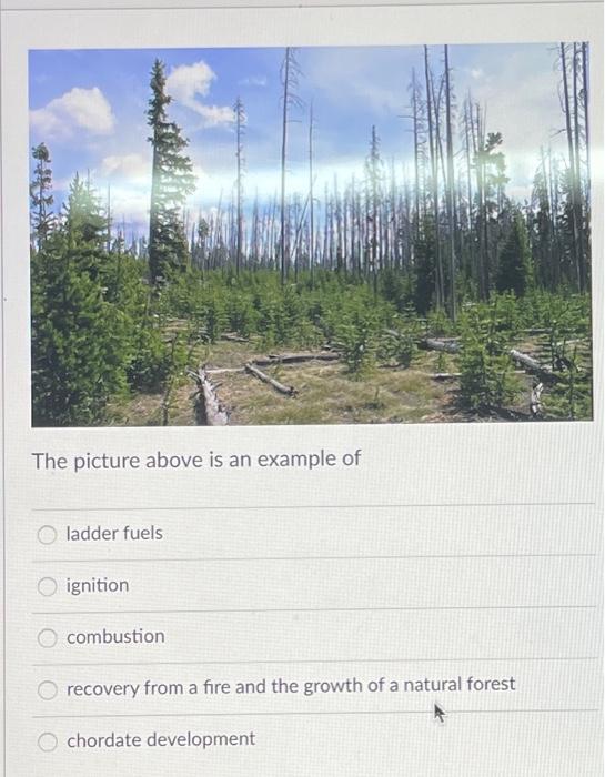 Solved The picture above is an example of ladder fuels O | Chegg.com