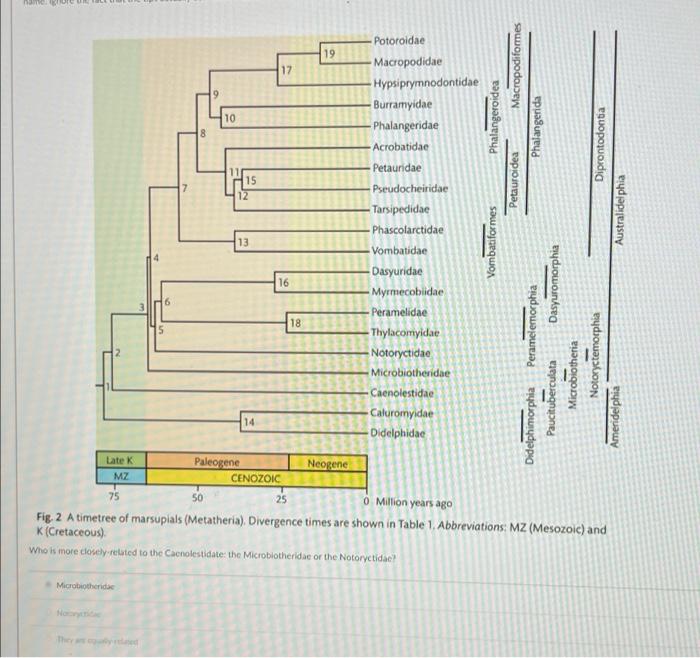 19 17 | 10 15 12 13 Potoroidae Macropodidae - | Chegg.com
