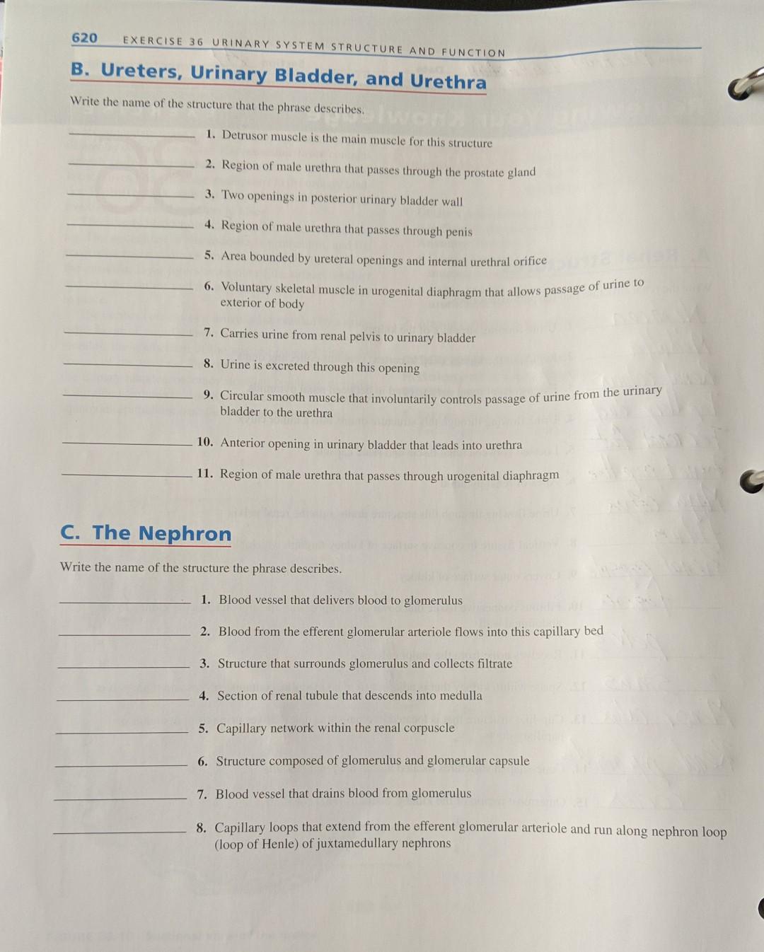 Solved B. Ureters, Urinary Bladder, and Urethra Write the | Chegg.com