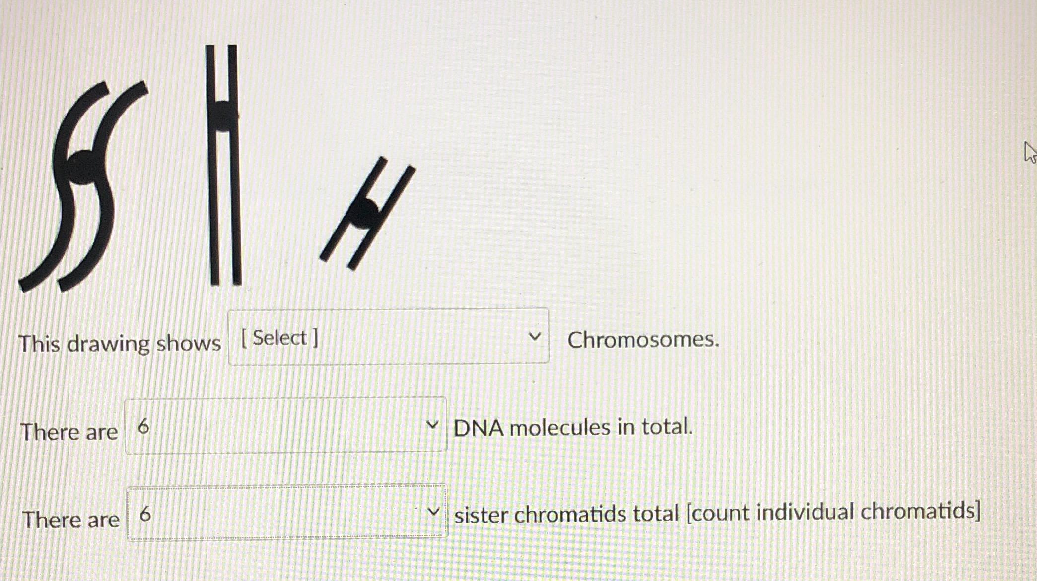 Solved This drawing shows Chromosomes.There are DNA | Chegg.com
