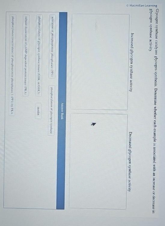 Solved Glycogen synthase catalyzes glycogen synthesis. | Chegg.com
