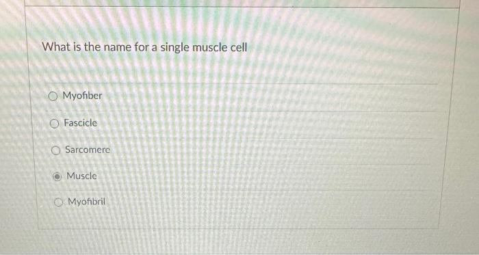 Solved What is the name for a single muscle cell Myofiber | Chegg.com