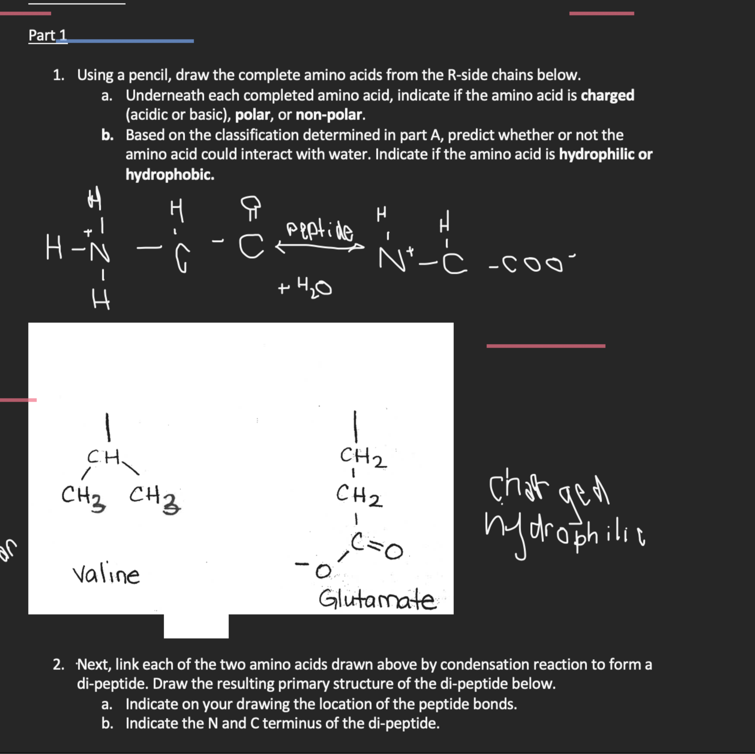 Solved 2 ﻿next Link Each Of The Two Amino Acids Drawn