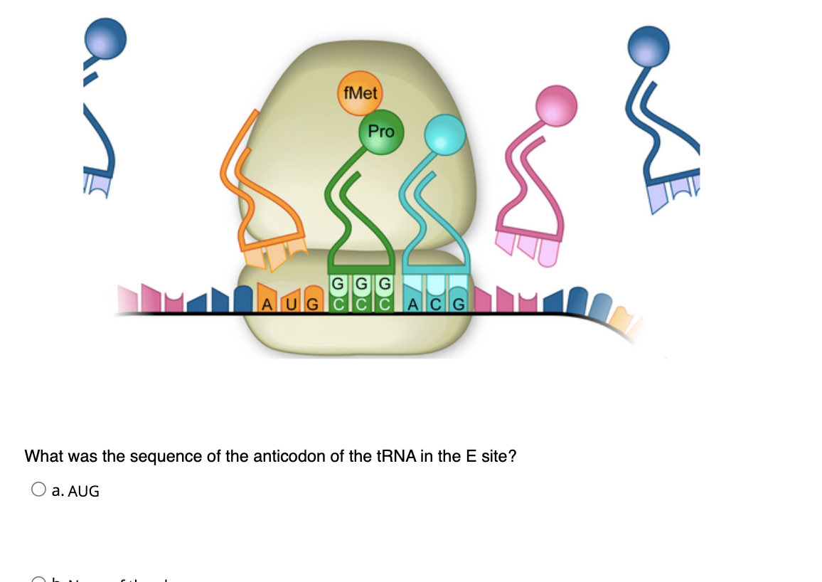 Solved What was the sequence of the anticodon of the tRNA in | Chegg.com
