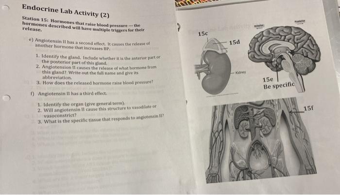 Solved Endocrine Lab Activity (2) Station 15: Hormones that | Chegg.com