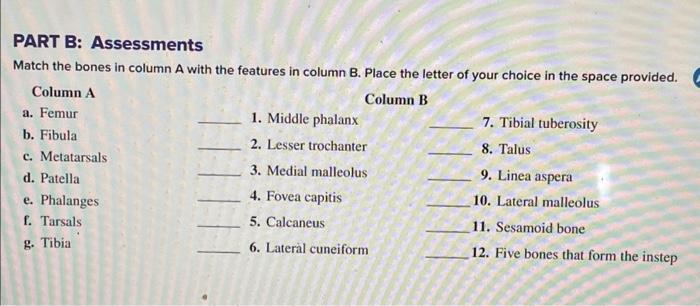 Solved PART B: Assessments Match the bones in column A with | Chegg.com
