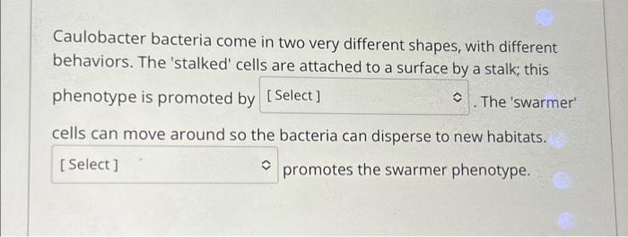 Solved Caulobacter bacteria come in two very different | Chegg.com