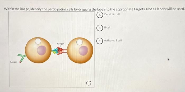 Solved B cell Activated T cellWithin the immune cell | Chegg.com