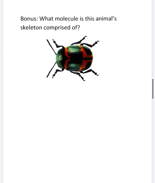 Solved 21. What phylum does this organism belong to? 22. | Chegg.com