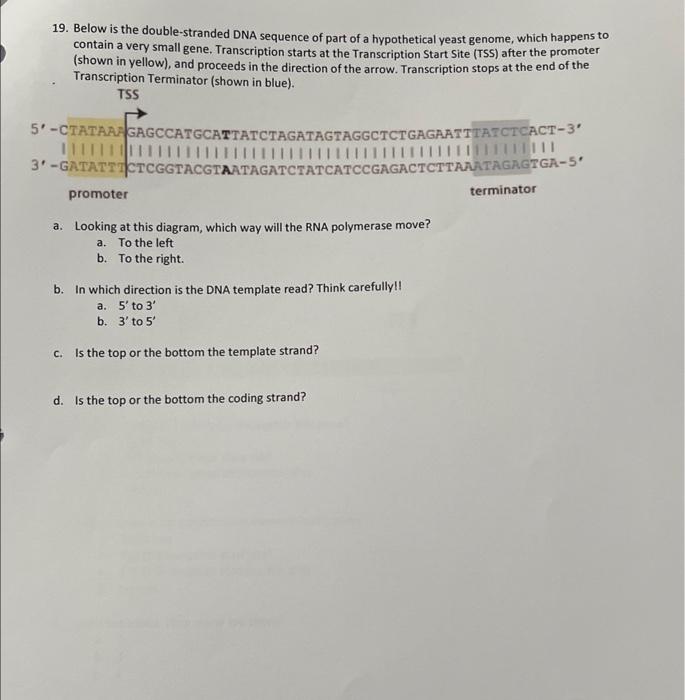 Solved 5. Gene Map Questions Upstream and downstream are | Chegg.com