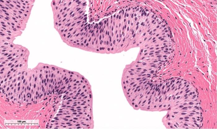 Solved Transitional Epithelium. Please label the nucleus, | Chegg.com