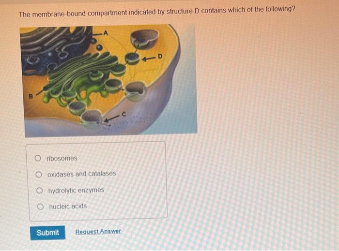 Solved The membrane-bound compartment indicated by structure | Chegg.com