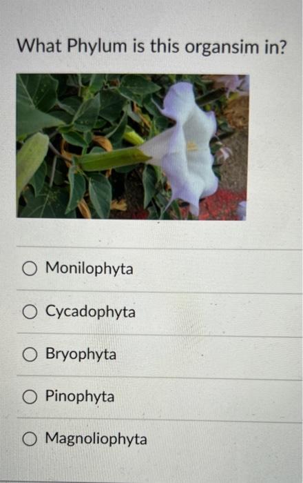 What Phylum is this organsim in? O Monilophyta O | Chegg.com