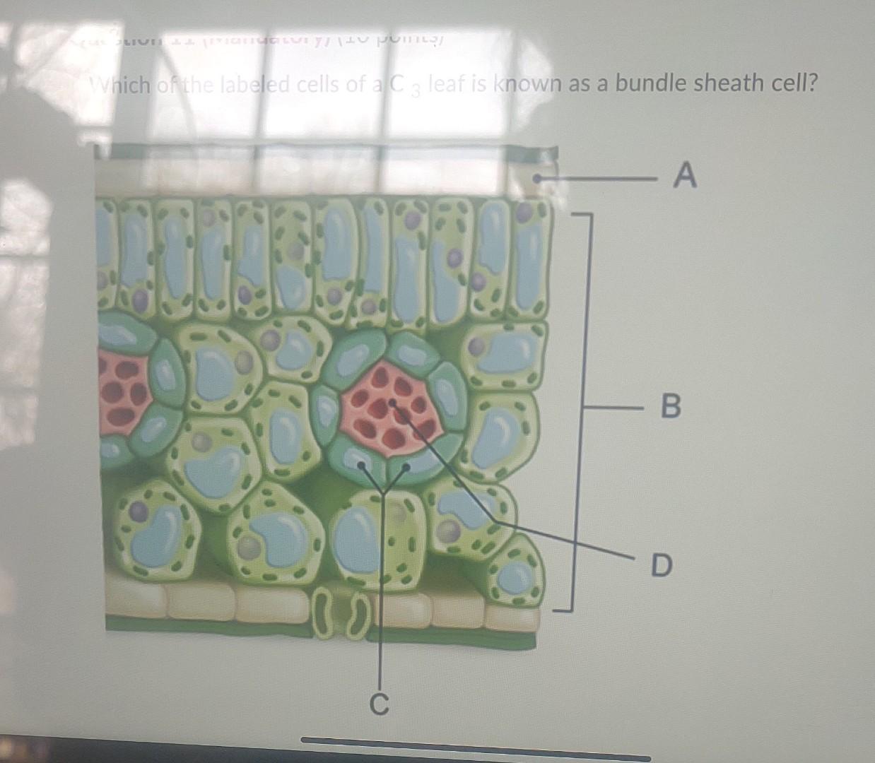 Solved hich ofithe labeled cells of al, leaf is known as a | Chegg.com