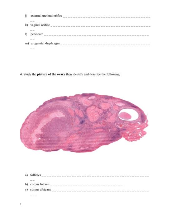 1. Study male models and be able to identify the | Chegg.com