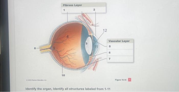 Solved Identify the organ, Identify all structures labeled | Chegg.com
