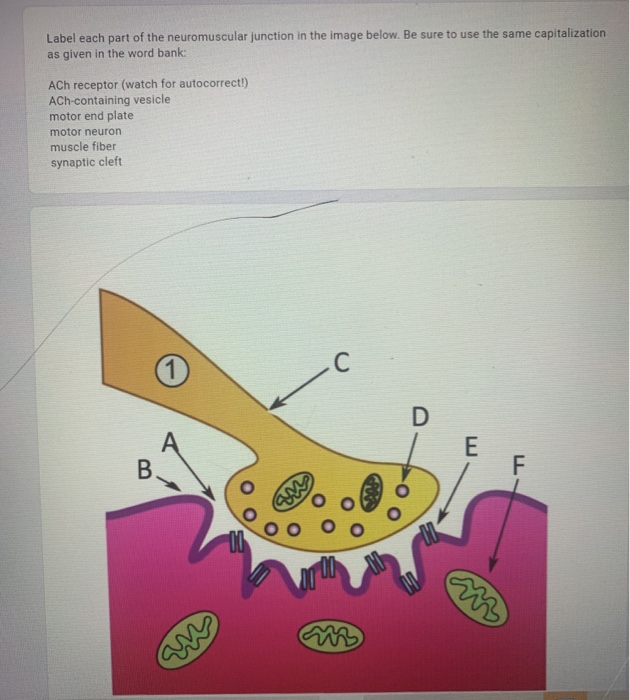 Solved Label each part of the neuromuscular junction in the | Chegg.com