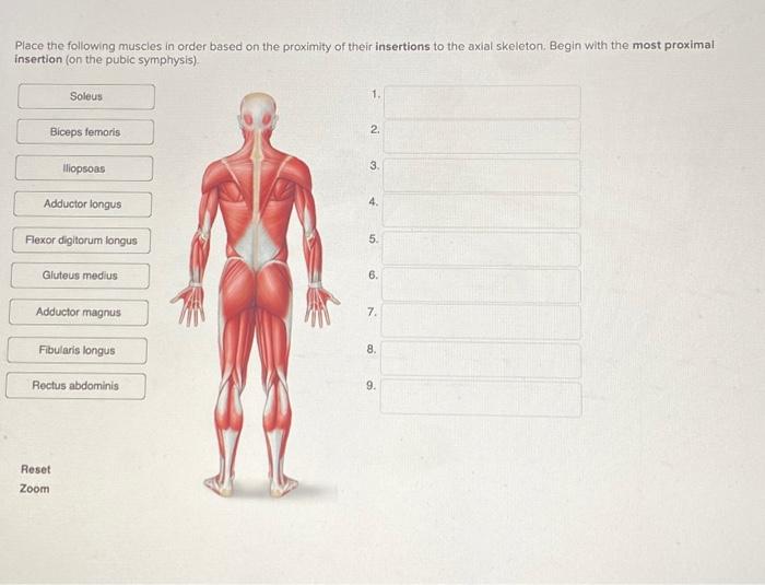 Solved Place the following muscles in order based on the | Chegg.com