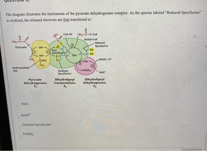 Pyruvate Dehydrogenase Complex Diagram