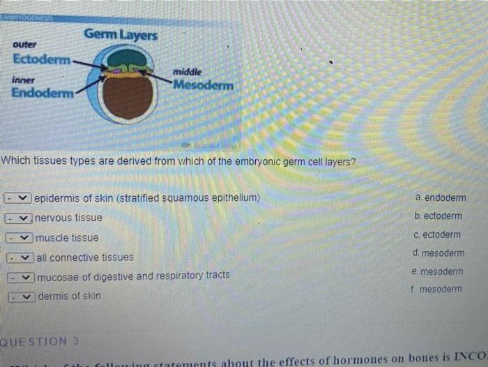 Solved Germ Layers outer Ectoderm inner Endoderm middle | Chegg.com