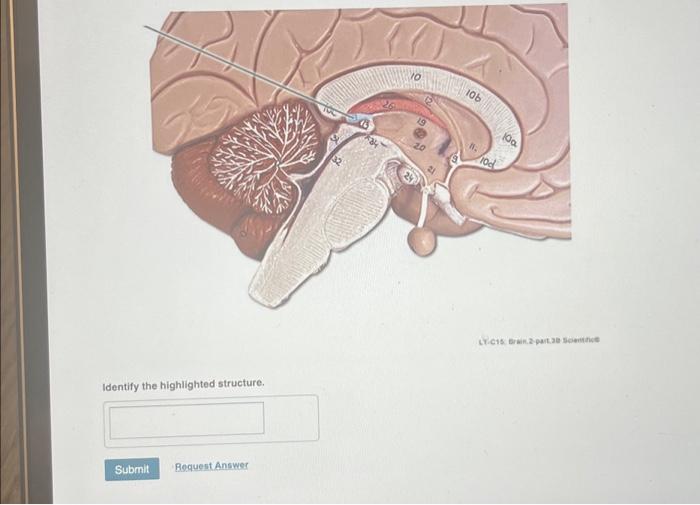 Solved Identify the highlighted structure. Submit Request | Chegg.com