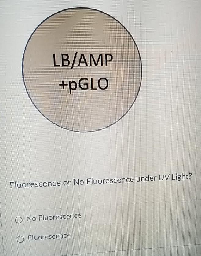 Solved LB/AMP +PGLO Fluorescence or No Fluorescence under UV | Chegg.com